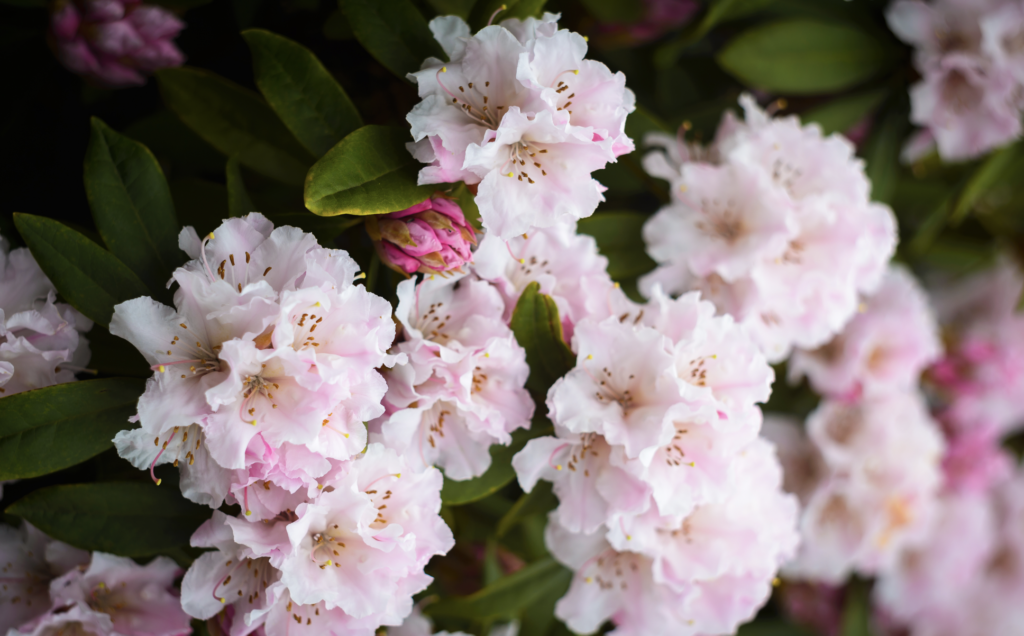 AZALEA AND SPRING FLOWER TRAIL – Tyler Today