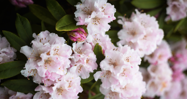 AZALEA AND SPRING FLOWER TRAIL – Tyler Today