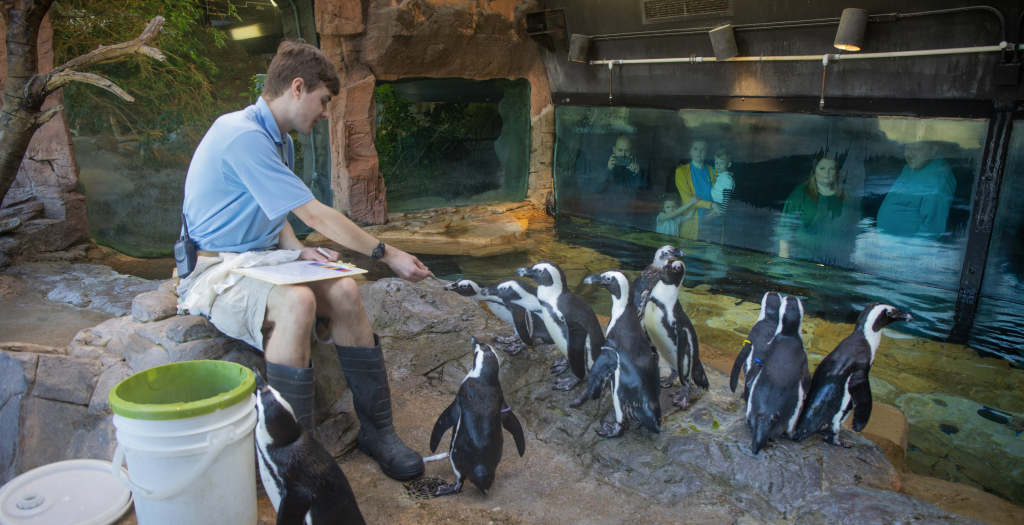 Have you ever wondered how animals come to a zoo? – Tyler Today