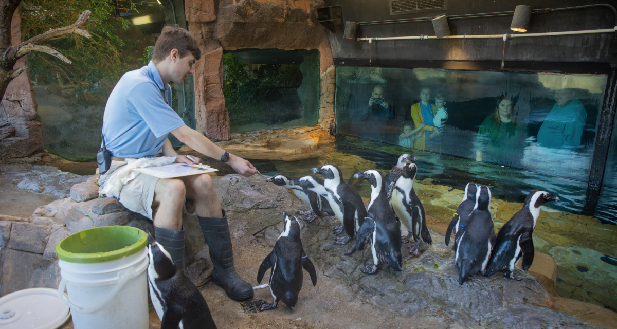 Have you ever wondered how animals come to a zoo? – Tyler Today