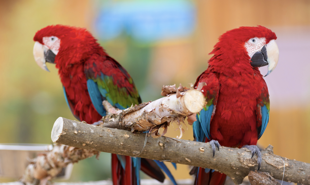 Amazon River’s Edge – The Caldwell Zoo Legacy Continues – Tyler Today